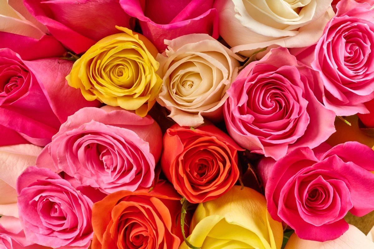 Flower delivery and Send flowers | Bloom & Go – Bloomngo