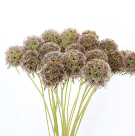 Scabiosa Stellata - 50 stems – Bloomngo