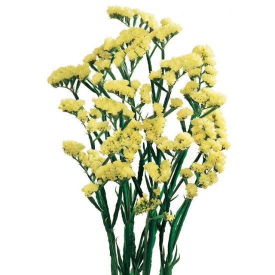YELLOW STATICE - 48 STEMS – Bloomngo